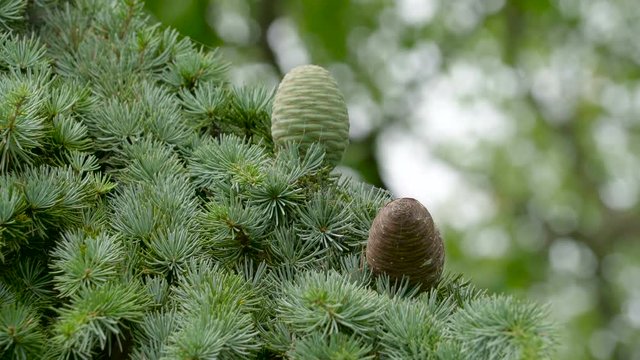 Pinacea-Bilder: Stock-Fotos & -Videos. | Adobe Stock