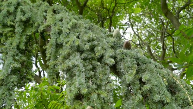 Imágenes de Pinacea: descubre bancos de fotos, ilustraciones, vectores ...