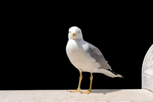 93 MIGLIORI IMMAGINI, FOTO STOCK E VETTORIALI PER Gabbianella | Adobe Stock