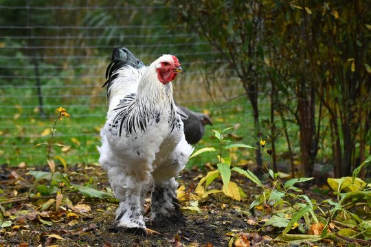 LAS 67 MEJORES IMÁGENES, FOTOS DE ARCHIVO Y VECTORES DE Riesenhuhn ...