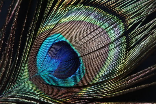 Pfauenfeder Imagens – Procure 785 fotos, vetores e vídeos | Adobe Stock