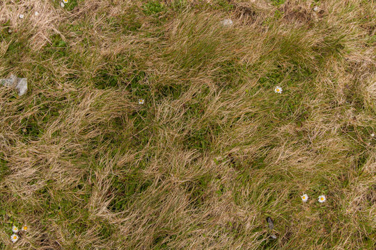 Wild Grass Texture