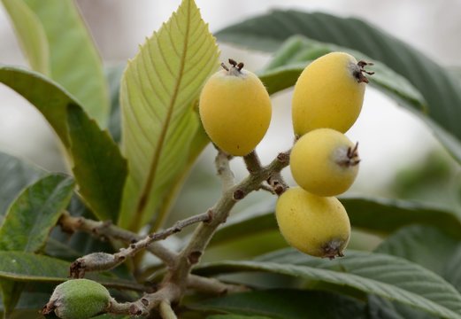 Imagens de Bibasse – Explore Fotografias do Stock, Vetores e Vídeos de ...