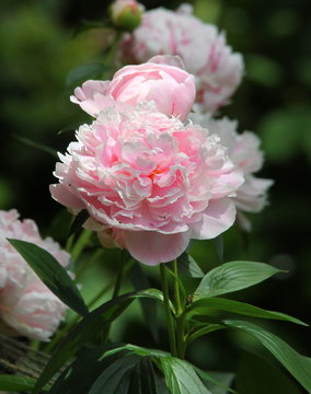 「Peone」の写真素材 | 327件の無料イラスト画像 | Adobe Stock