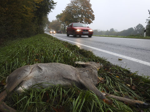 Wildunfall Imagens – Procure 546 fotos, vetores e vídeos | Adobe Stock