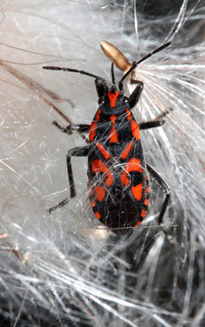 593 BEST Cimice IMAGES, STOCK PHOTOS & VECTORS | Adobe Stock