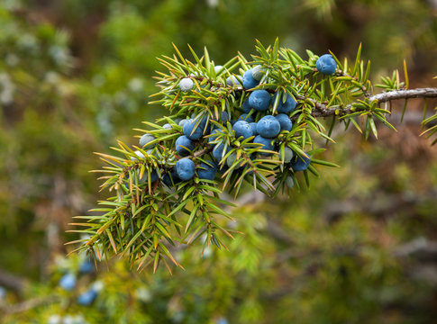 Juniper Images – Browse 53,272 Stock Photos, Vectors, and Video | Adobe ...