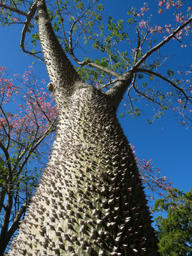 Pochote Images – Browse 31 Stock Photos, Vectors, and Video | Adobe Stock