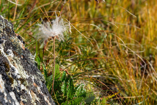 Fluey Bilder – Durchsuchen 667 Archivfotos, Vektorgrafiken und Videos ...