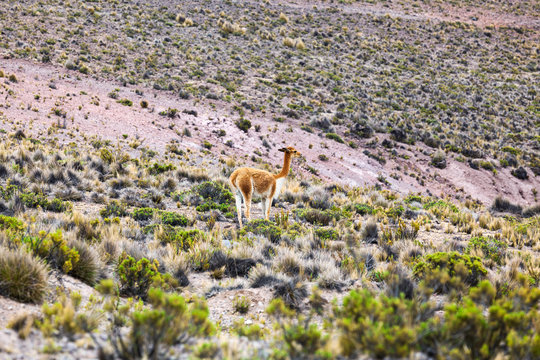 รูปภาพVicuna – เลือกดูภาพถ่ายสต็อก เวกเตอร์ และวิดีโอ8,275 | Adobe Stock