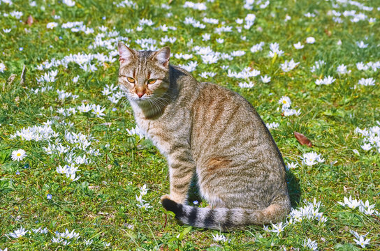Mutt-Cat Images – Browse 81 Stock Photos, Vectors, and Video | Adobe Stock