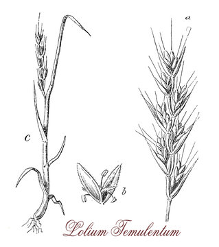 Darnel Images – Browse 19,677 Stock Photos, Vectors, and Video | Adobe ...