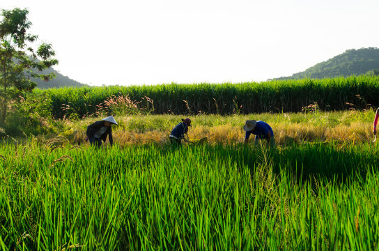"Rice Filed" Images – Browse 328 Stock Photos, Vectors, and Video ...