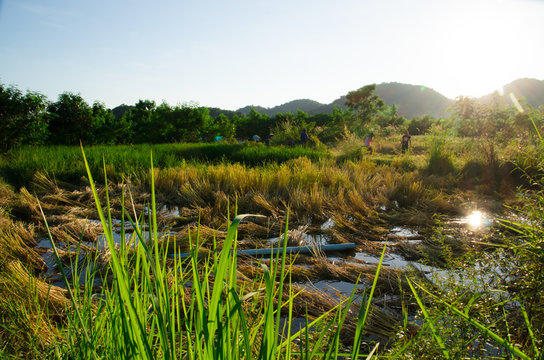 "Rice Filed" Images – Browse 291 Stock Photos, Vectors, and Video ...