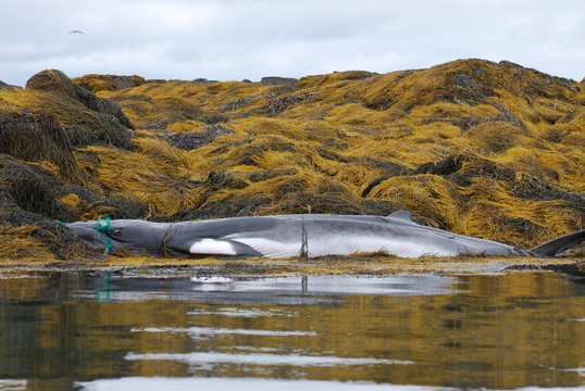 Minkwal Bilder – Durchsuchen 129 Archivfotos, Vektorgrafiken und Videos ...