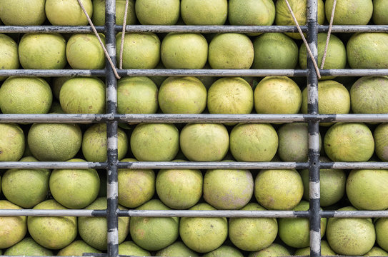 Jambola 이미지 – 찾아보기 214 스톡 사진, 벡터 및 비디오 | Adobe Stock