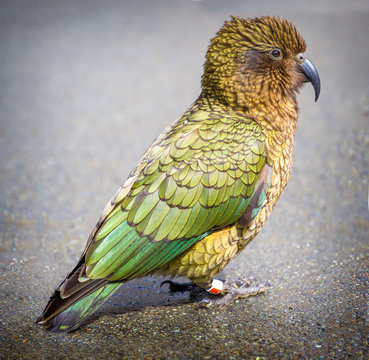 รูปภาพStrigopidae – เลือกดูภาพถ่ายสต็อก เวกเตอร์ และวิดีโอ143 | Adobe Stock