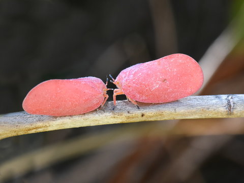 Flatidae Bilder – Durchsuchen 103 Archivfotos, Vektorgrafiken und ...