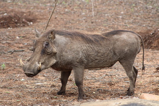 Vlakvark Images – Browse 37 Stock Photos, Vectors, and Video | Adobe Stock