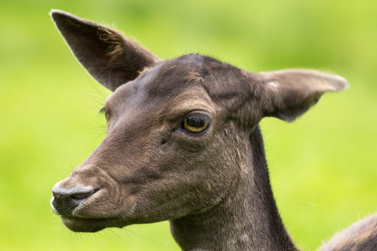 Roe-Deer Images – Browse 1,917 Stock Photos, Vectors, and Video | Adobe ...