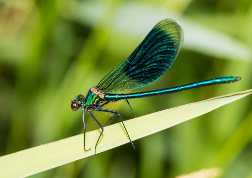 รูปภาพMaco – เลือกดูภาพถ่ายสต็อก เวกเตอร์ และวิดีโอ2,641 | Adobe Stock