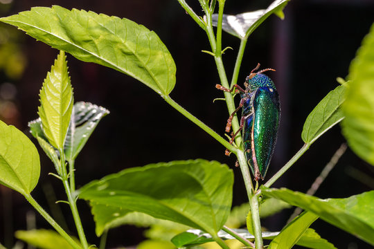 รูปภาพSternocera – เลือกดูภาพถ่ายสต็อก เวกเตอร์ และวิดีโอ153 | Adobe Stock