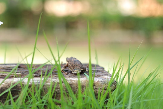 "Sapo Bilder – Durchsuchen 2,494 Archivfotos, Vektorgrafiken und Videos ...