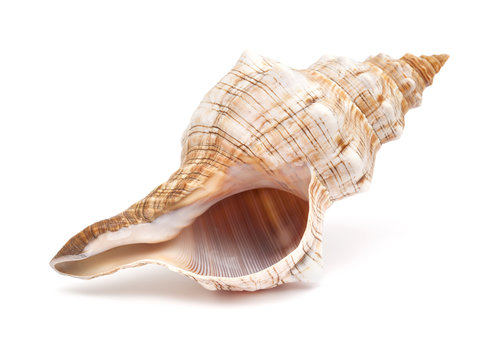 Horse Conch Shells