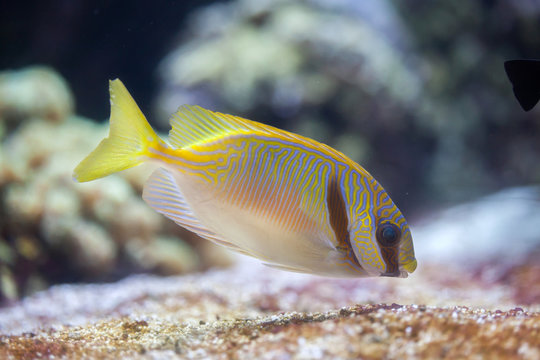Rabbitfish Images – Browse 1,396 Stock Photos, Vectors, and Video ...