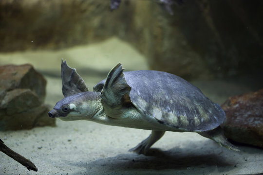 Baby Fly River Turtle