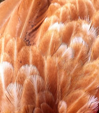 「Fether」の写真素材 | 4,122件の無料イラスト画像 | Adobe Stock