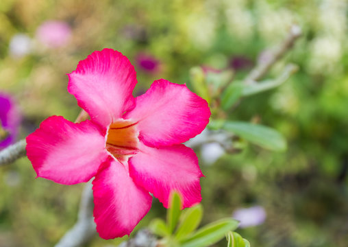 Deay bilder – Bläddra bland 17 stockfoton, vektorer och videor | Adobe ...