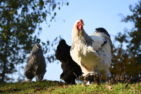 LAS 67 MEJORES IMÁGENES, FOTOS DE ARCHIVO Y VECTORES DE Riesenhuhn ...
