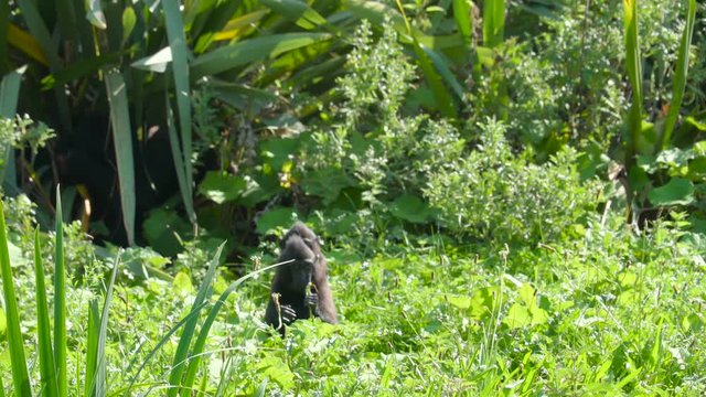 "Black Ape" Images – Parcourir 1,712 le catalogue de photos, vecteurs ...