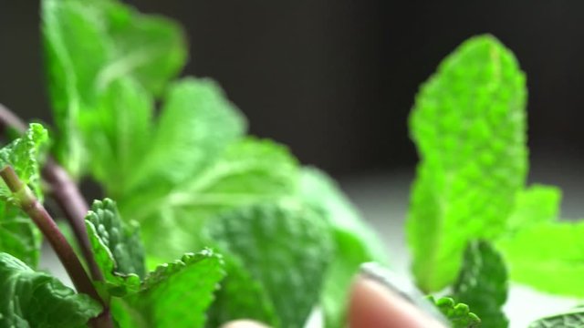 Mint Video Footage – Browse 33,000 HD Stock Video and Footage | Adobe Stock
