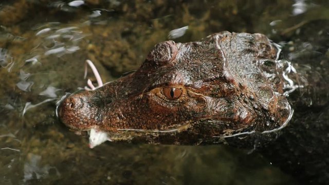 Dwarf Crocodile Eating