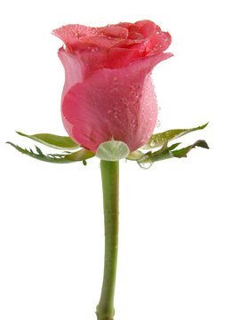 Dowy Imagens – Procure 12 fotos, vetores e vídeos | Adobe Stock