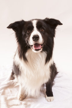 コリー Images – Browse 2,683 Stock Photos, Vectors, and Video | Adobe Stock