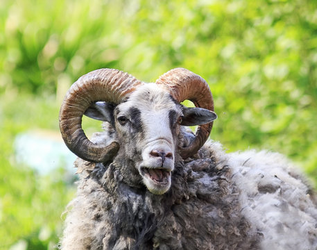 Meckern Bilder – Durchsuchen 3,105 Archivfotos, Vektorgrafiken und ...