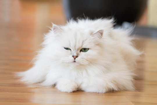 White Persian Cat