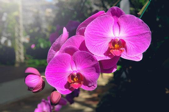 "Orchid Texture" Bilder – Durchsuchen 105 Archivfotos, Vektorgrafiken ...