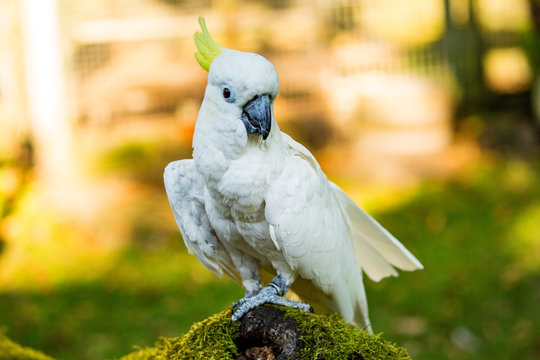 Kakatu Bilder – Durchsuchen 13 Archivfotos, Vektorgrafiken und Videos ...