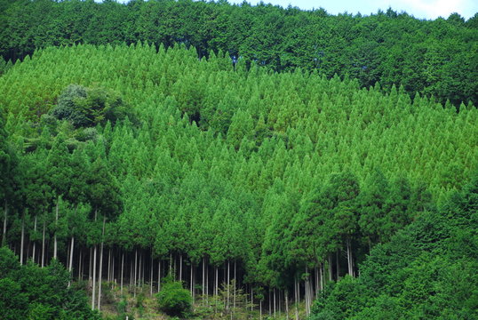 Kitayama Images – Browse 43 Stock Photos, Vectors, and Video | Adobe Stock