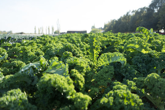 「Gabbage」の画像 - 115 件の Stock 写真、ベクターおよびビデオ | Adobe Stock