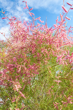 Tamarisk Images – Browse 2,657 Stock Photos, Vectors, and Video | Adobe ...