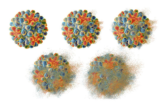 รูปภาพHepadnavirus – เลือกดูภาพถ่ายสต็อก เวกเตอร์ และวิดีโอ359 | Adobe ...