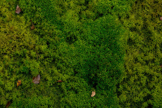Imágenes de Mosse: descubre bancos de fotos, ilustraciones, vectores y ...