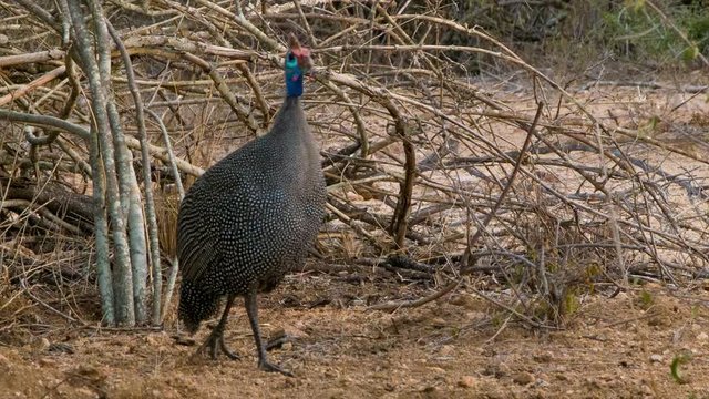 Obrázky Tarentaal – procházejte fotografie, vektory a videa 17 | Adobe ...