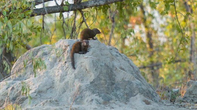 Muishond Images – Browse 14 Stock Photos, Vectors, and Video | Adobe Stock