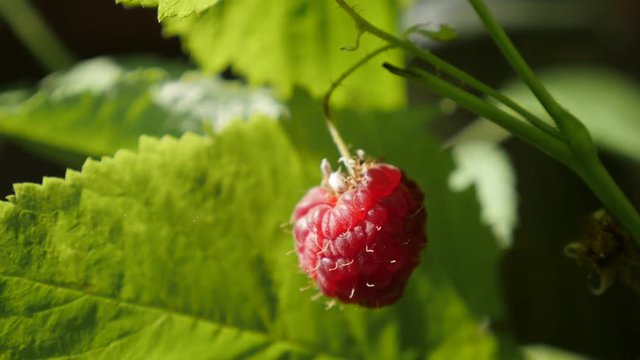 Frambinone Images – Browse 406 Stock Photos, Vectors, and Video | Adobe ...